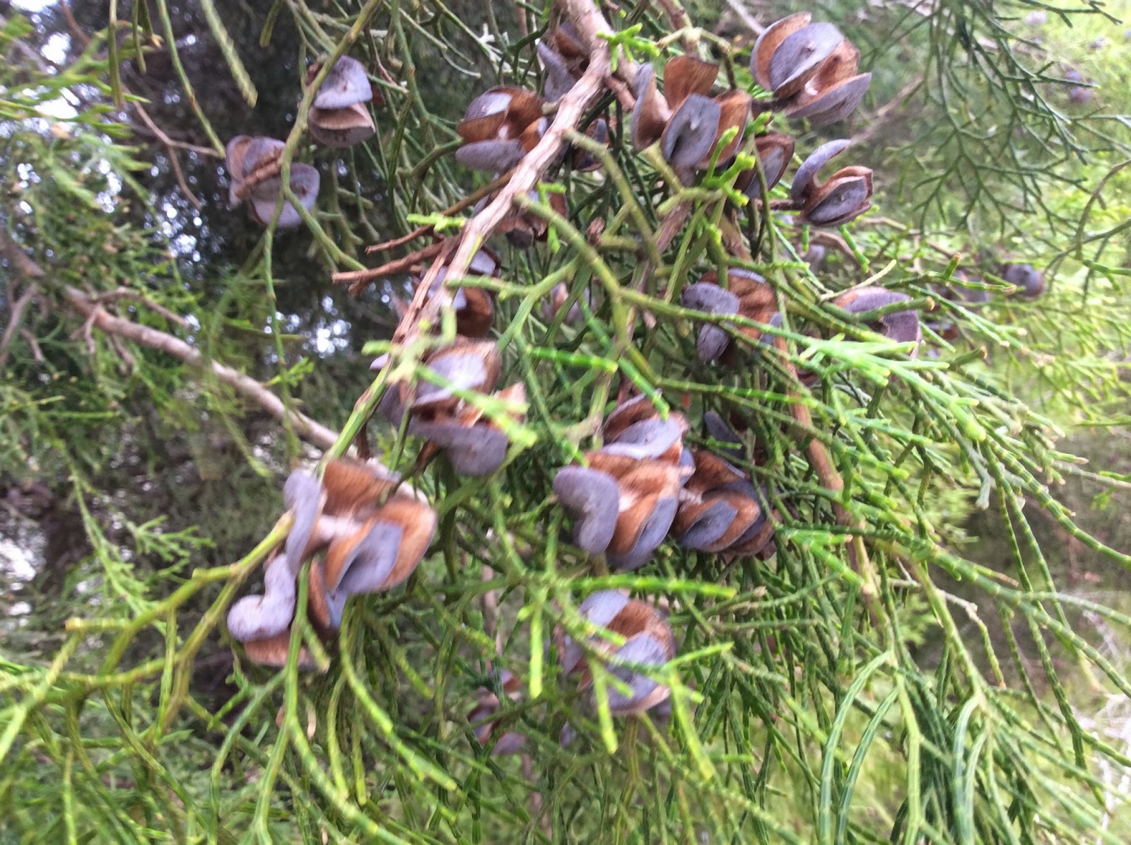 ECOESCUELA HUERTA SALAMA: PLANTACIÓN DE ARAAR EN EL JARDIN DEL CENTRO